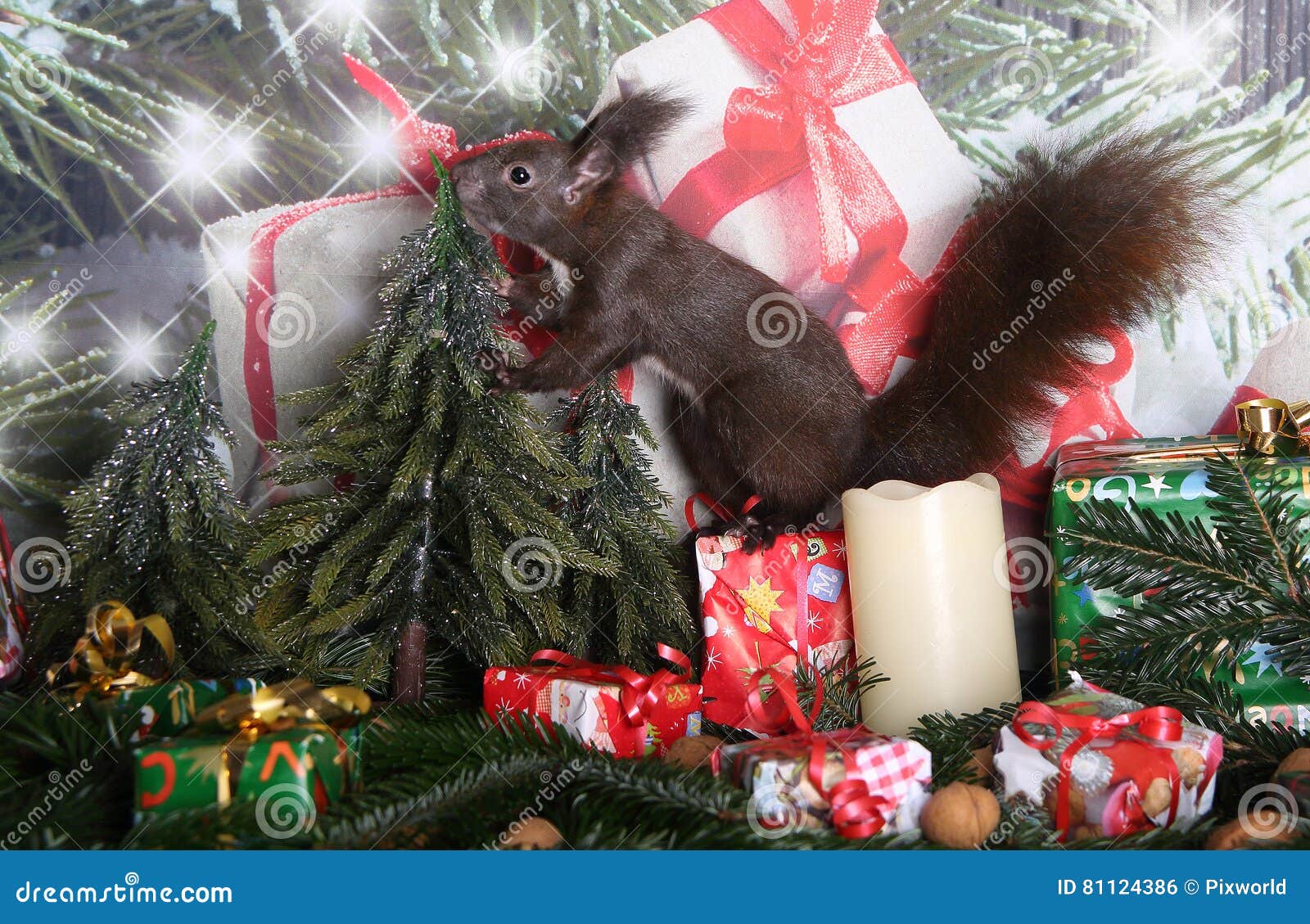 Christmas squirrel stock photo. Image of squirrel, baby - 81124386