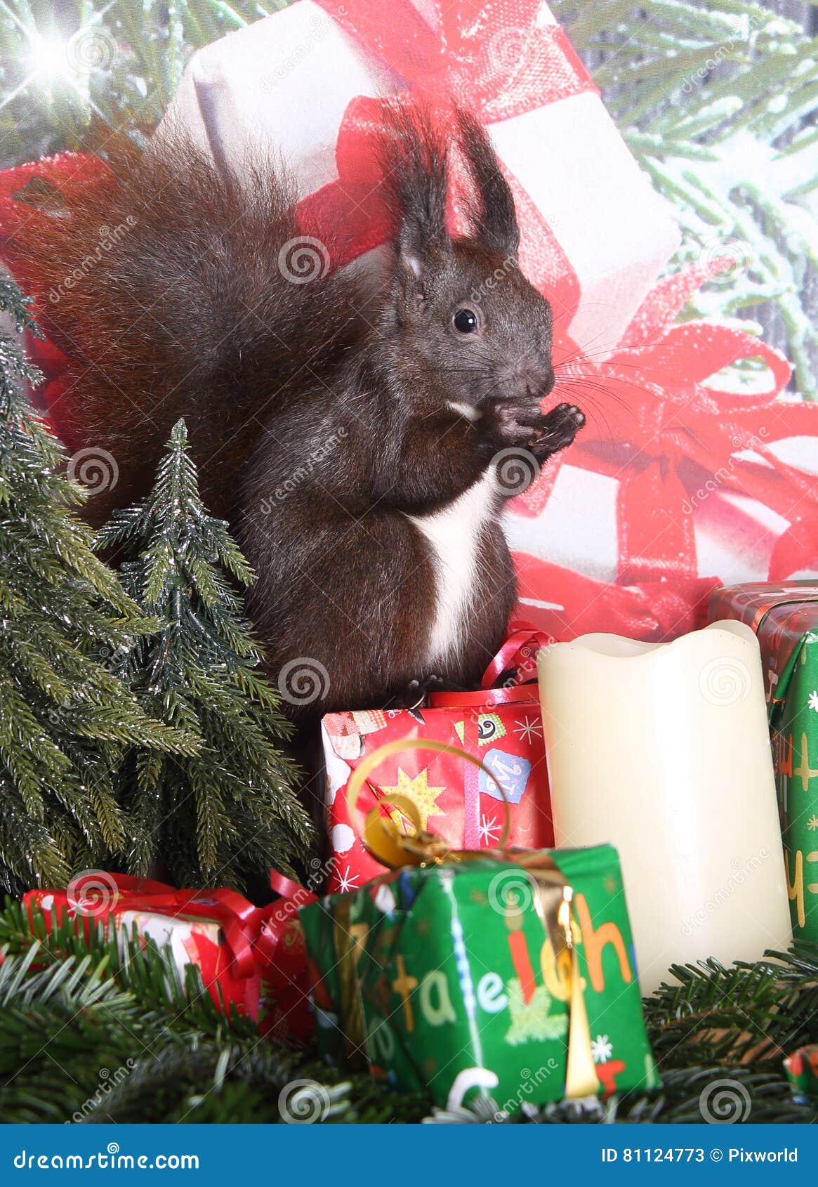Christmas squirrel stock image. Image of sunflower, squirrels - 81124773