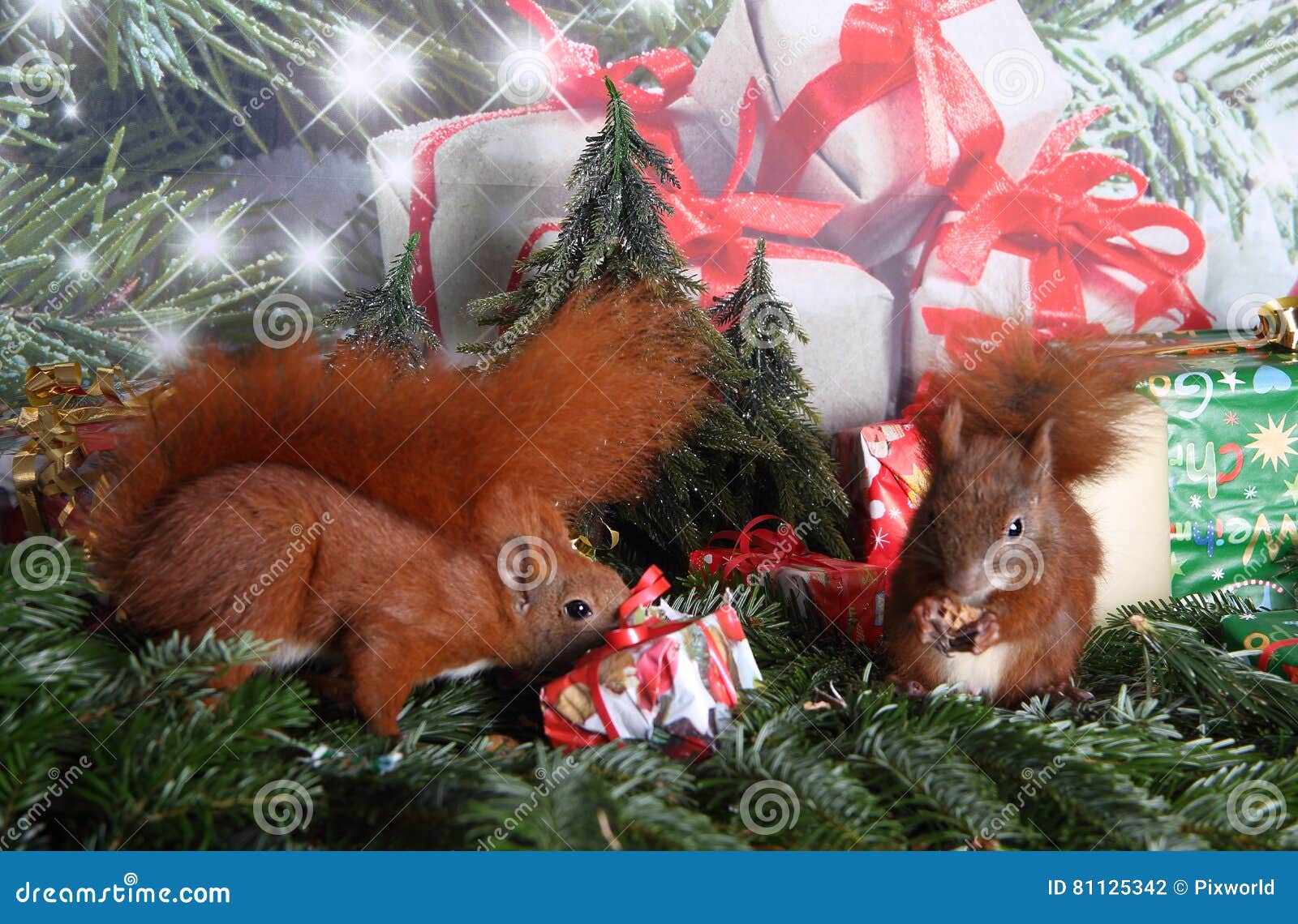 Christmas squirrel stock photo. Image of love, amoung - 81125342
