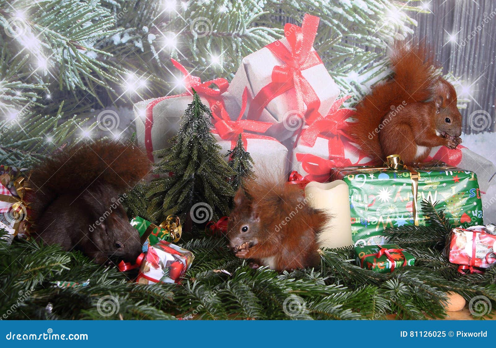Christmas squirrel stock image. Image of lovely, love - 81126025