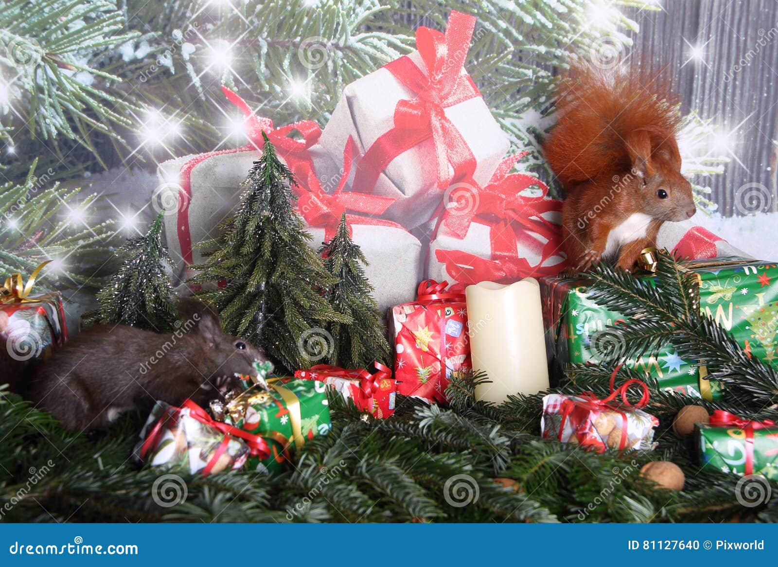 Christmas squirrel stock photo. Image of young, squirrel - 81127640