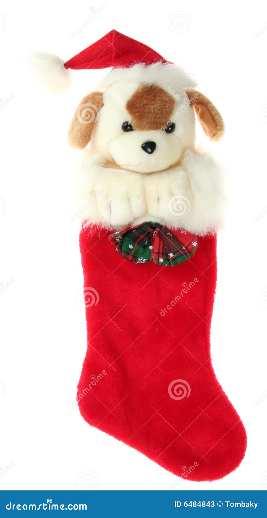 Christmas Stocking with Dog Stock Image - Image of fluffy, celebrate ...