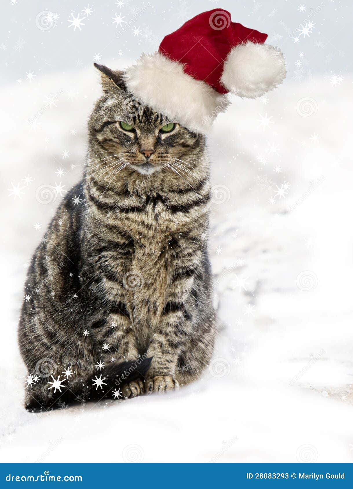 Christmas Tabby Cat stock image. Image of expression - 28083293