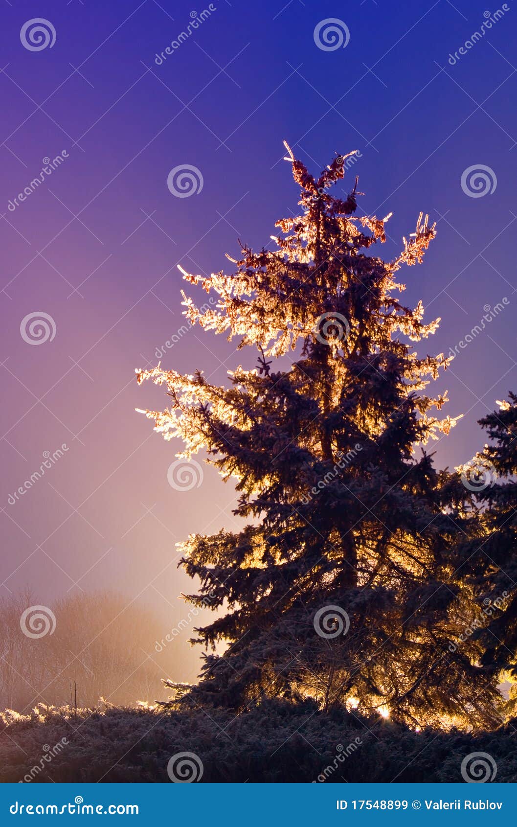Christmas Tree stock image. Image of branch, cold, nature - 17548899
