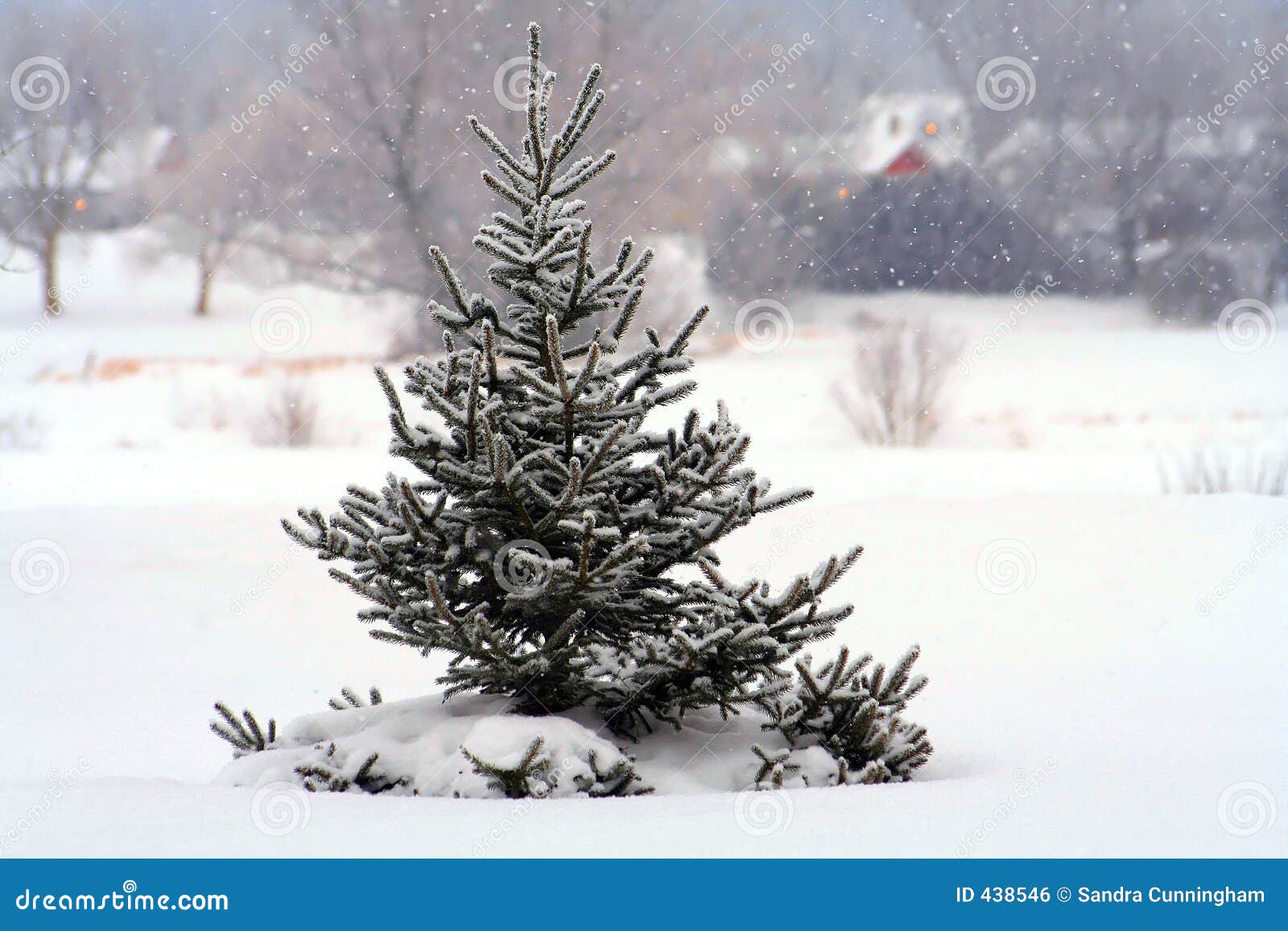 Christmas tree stock photo. Image of winter, cold, tree - 438546