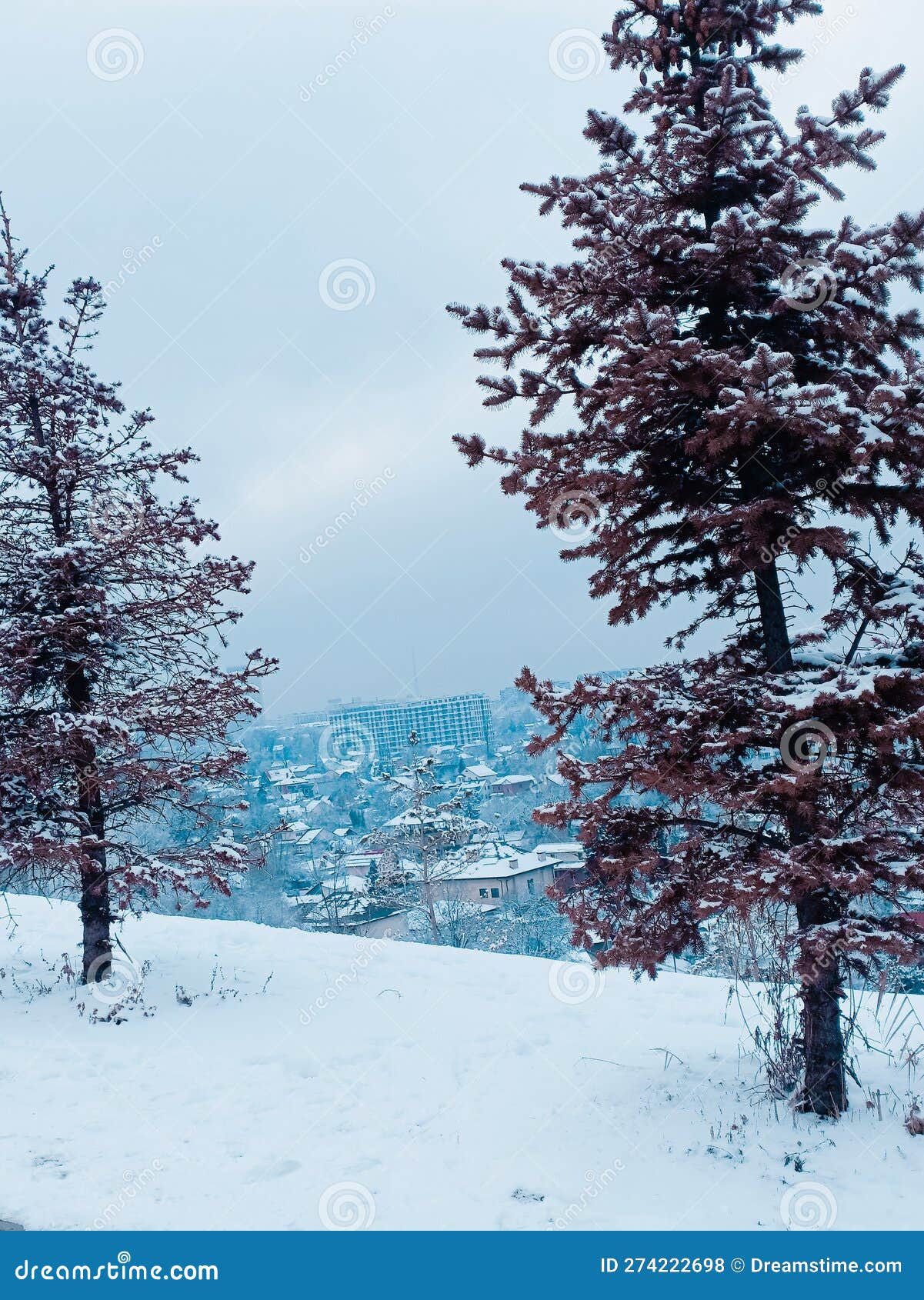 A Christmas Tree Above the City Stock Photo - Image of christmas, house ...