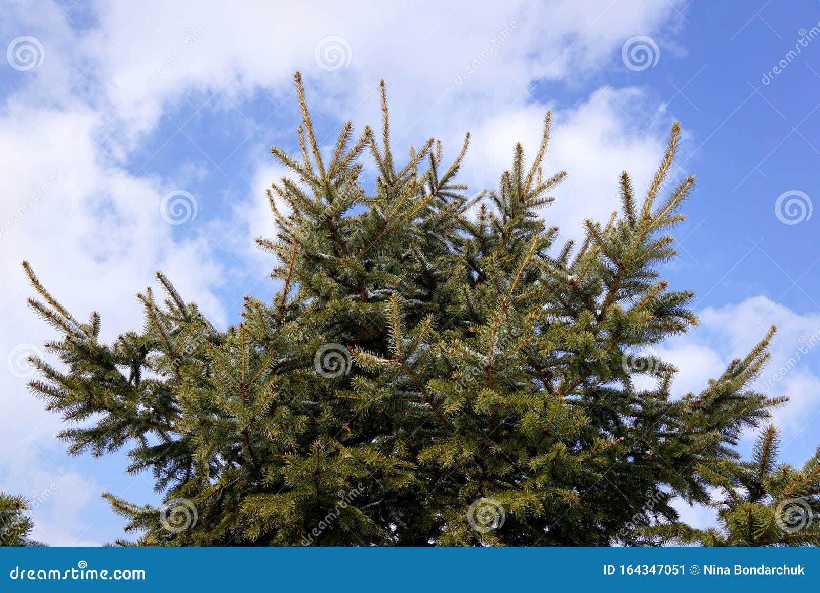Christmas Tree and Blue Sky, Bottom View Stock Image - Image of ...