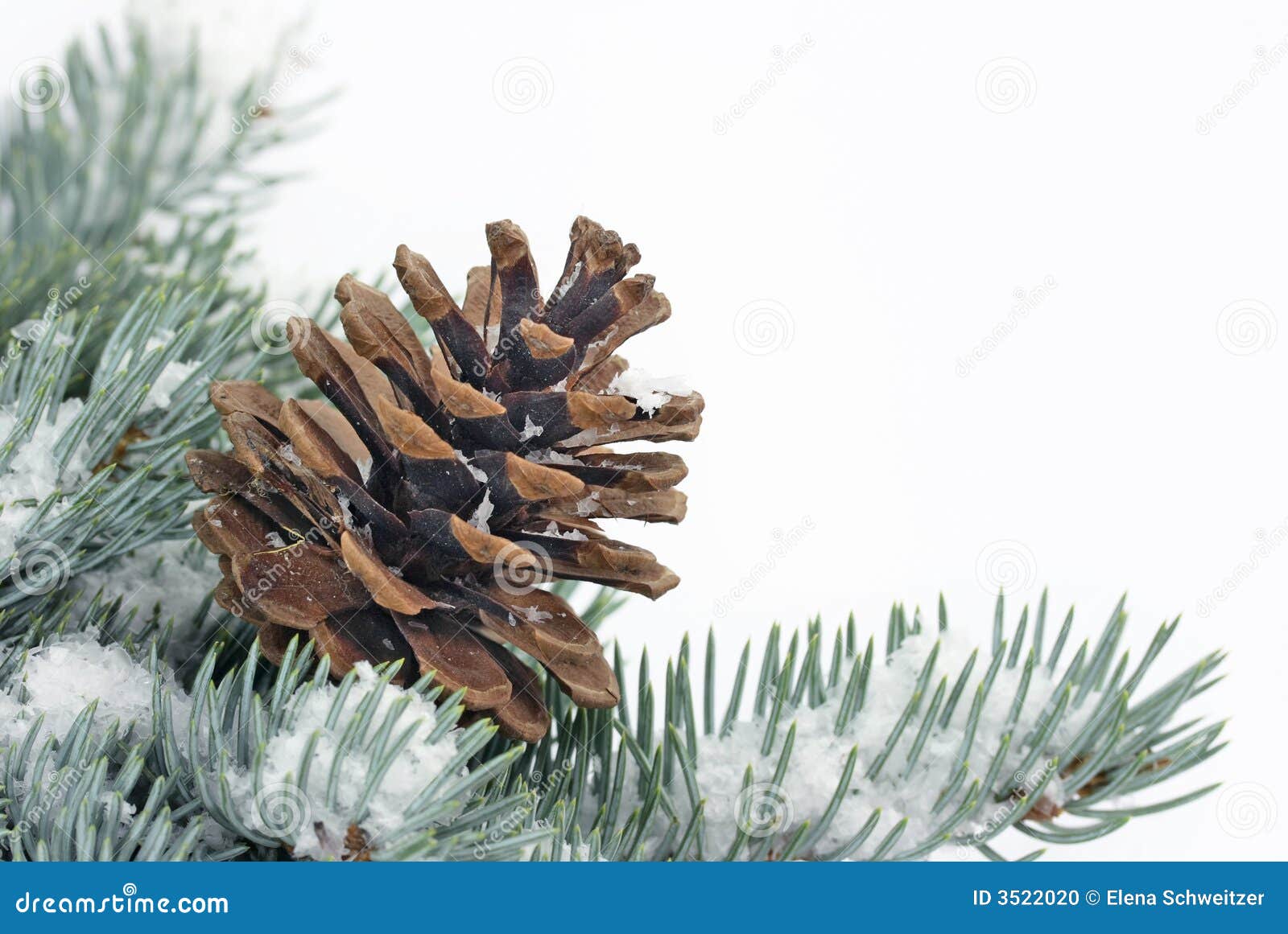 22,447 Tree Bough Photos - Free & Royalty-Free Stock Photos from Dreamstime