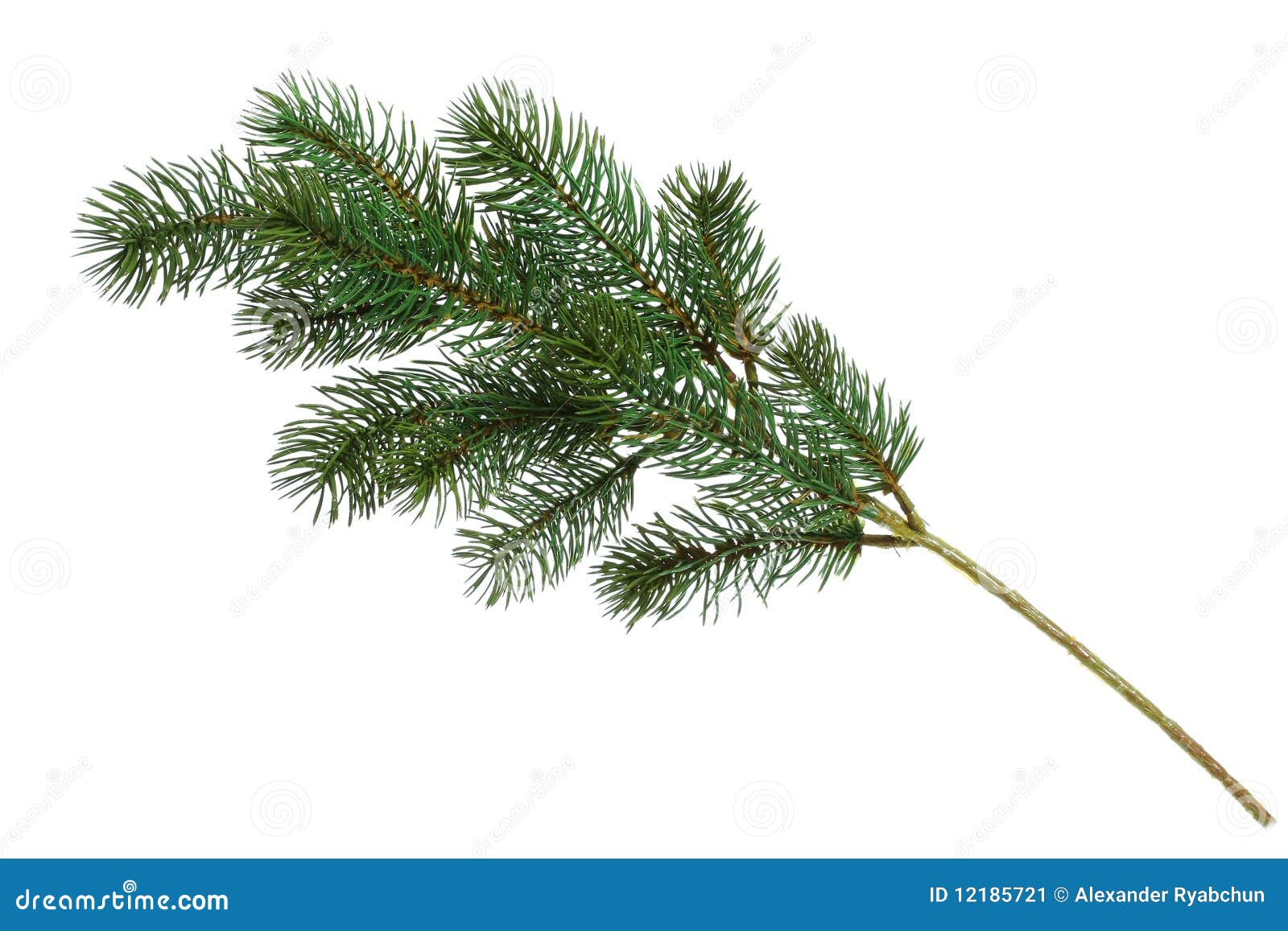 Christmas tree branch stock image. Image of holiday, isolated - 12185721
