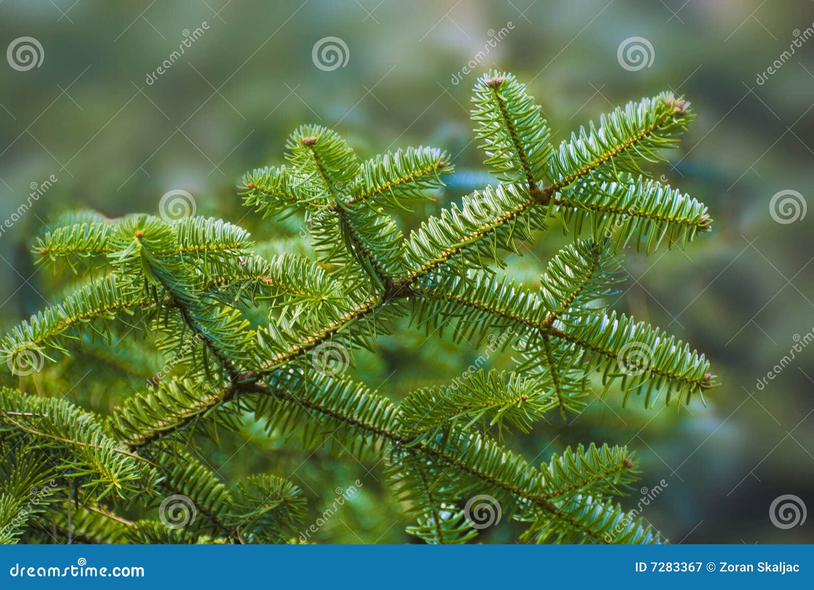 Christmas tree branch stock image. Image of macro, evergreen - 7283367