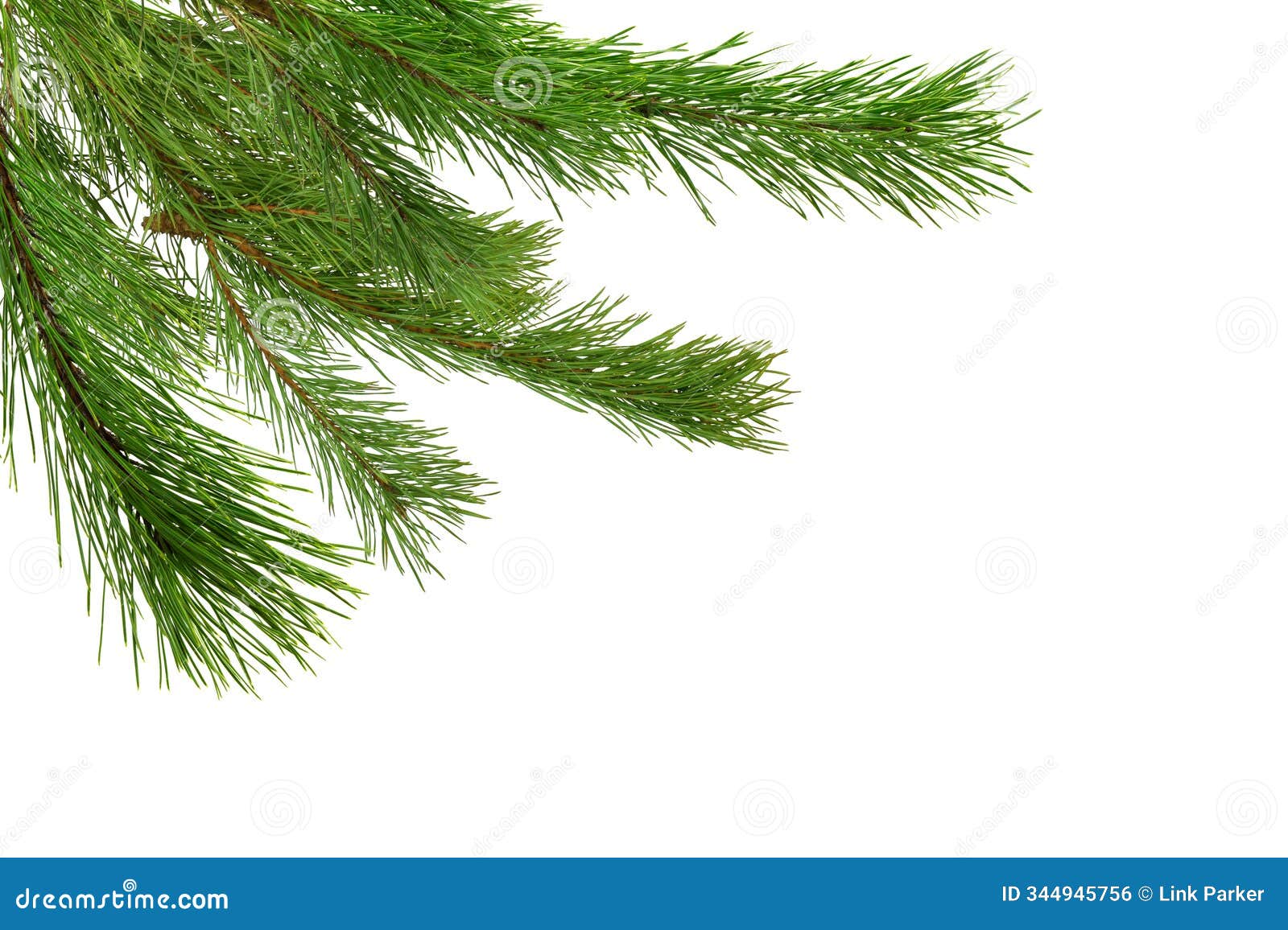 Christmas Tree Branch Frame on Corner Border Stock Photo - Image of ...