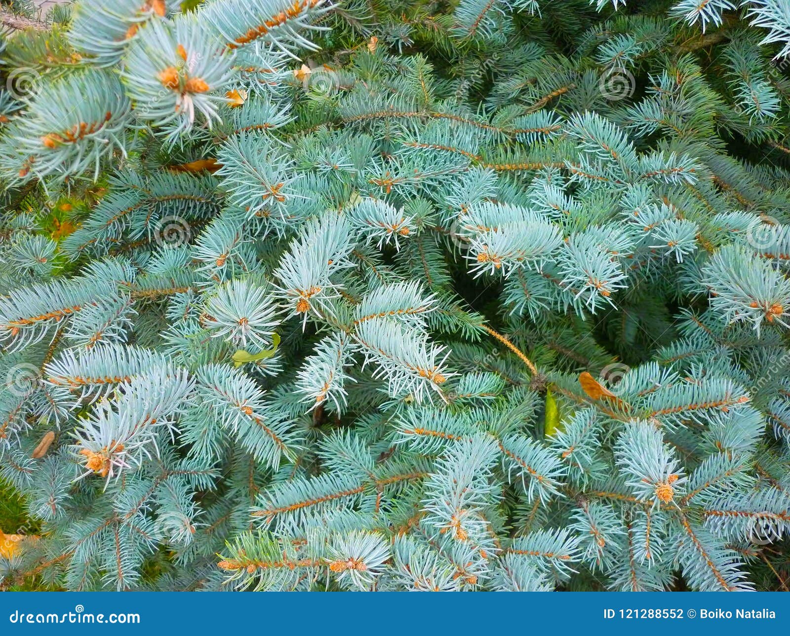 Christmas Tree Branch Green, Christmas Background Stock Photo - Image ...