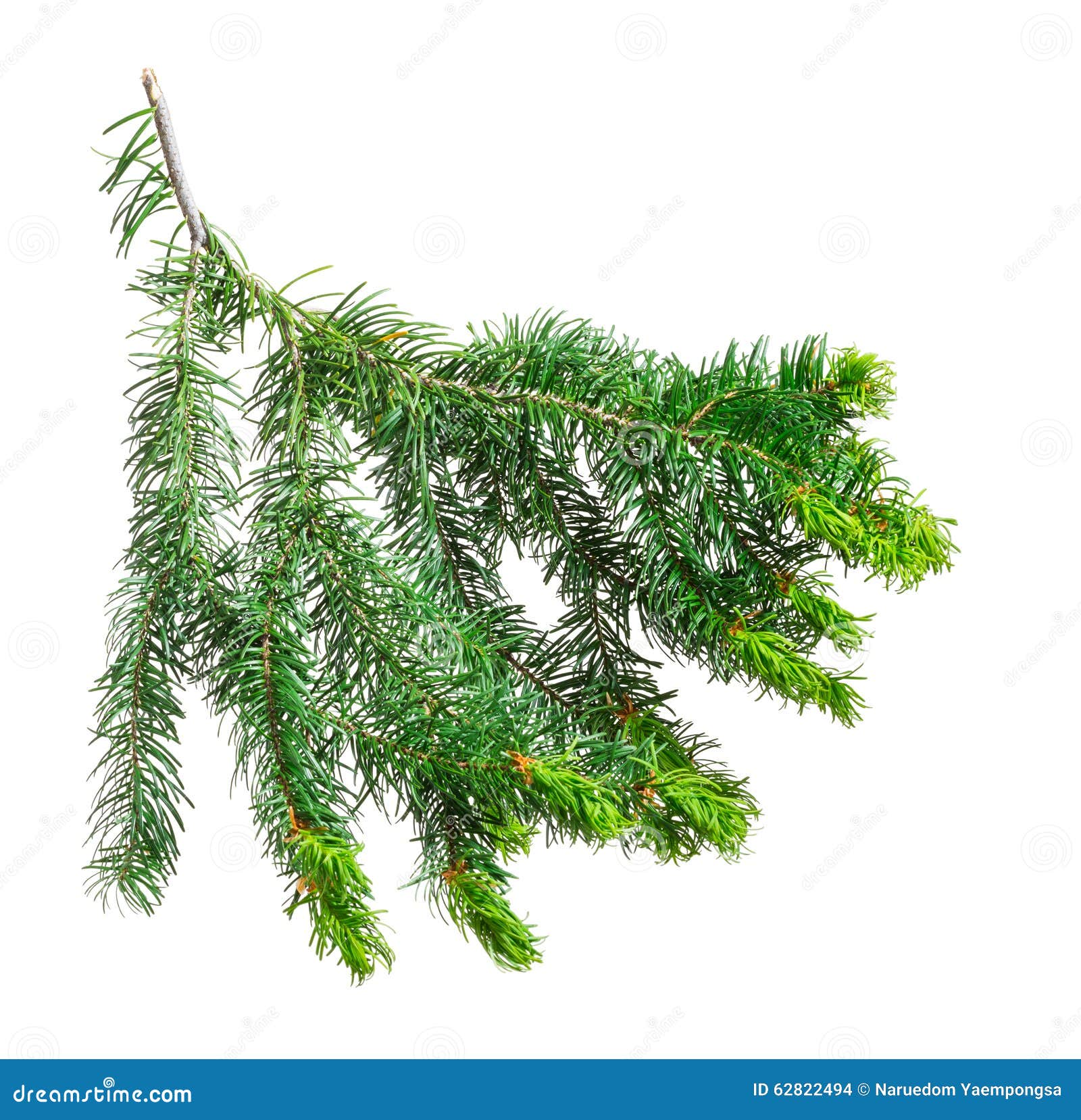 Christmas tree branch stock photo. Image of season, spruce - 62822494