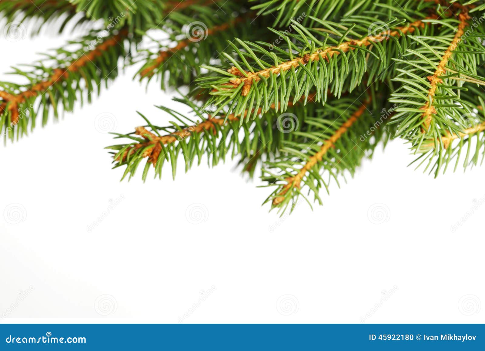 Tree Branch With Green Leaves Isolated On White Background. Branch Of ...