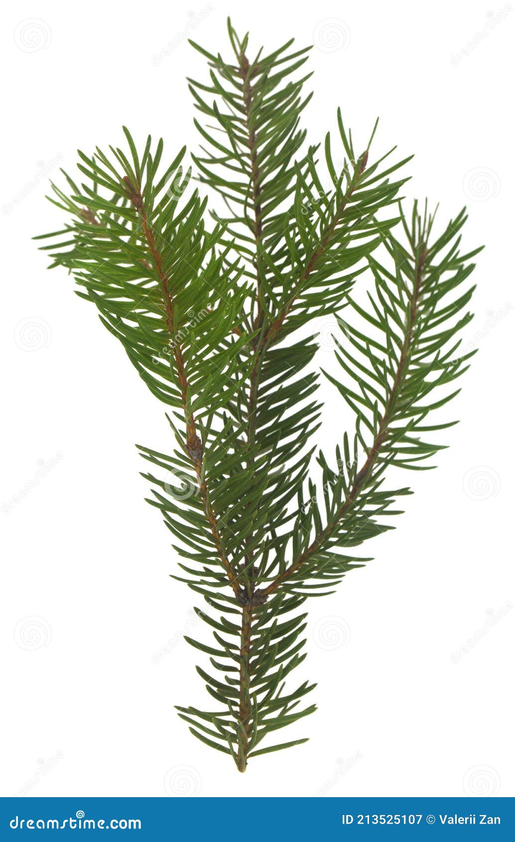 Christmas Tree Branch Isolated on White Background Stock Image - Image ...
