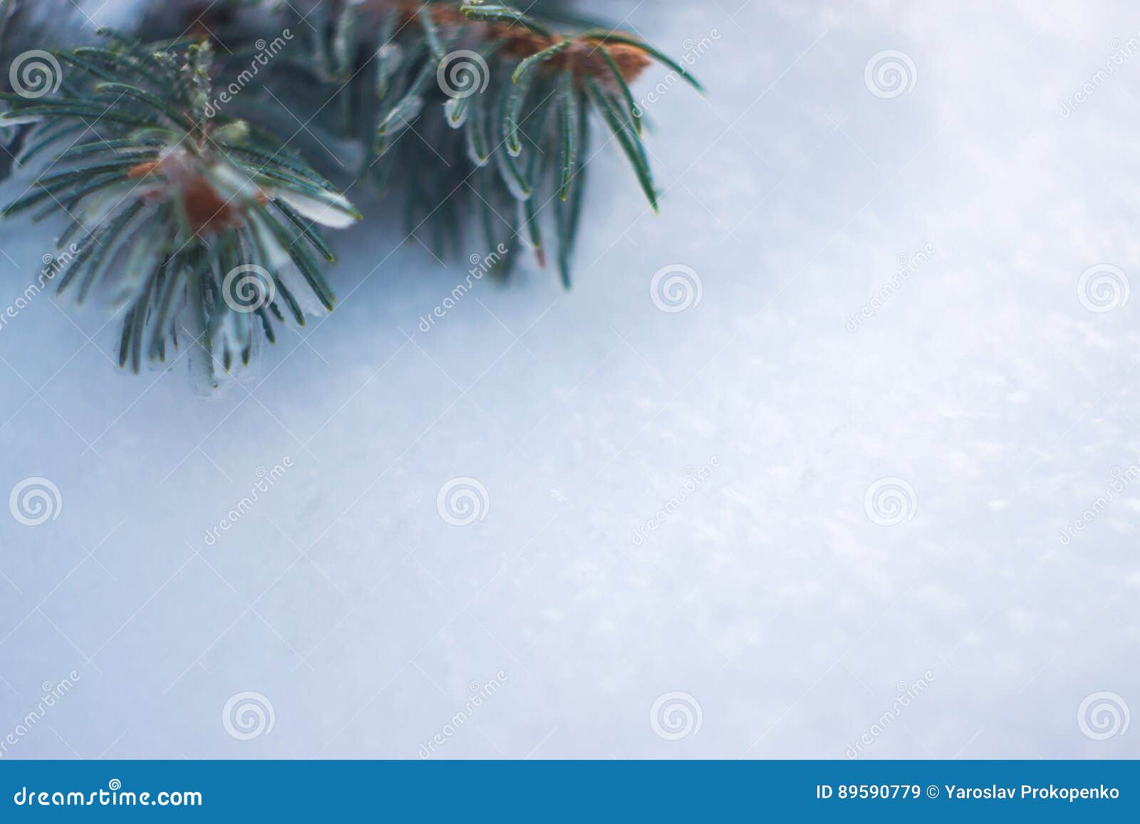 Christmas-tree Branch on the Snow Stock Image - Image of fresh ...