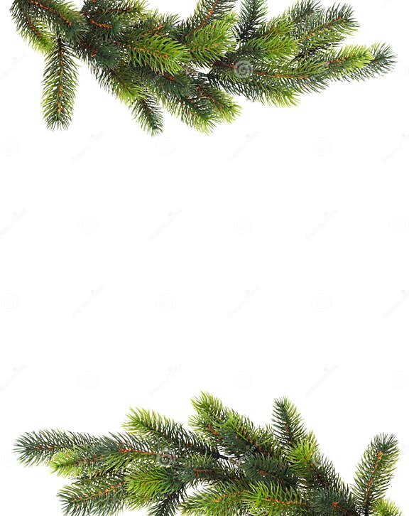 Christmas tree branches stock photo. Image of yuletide - 17288234