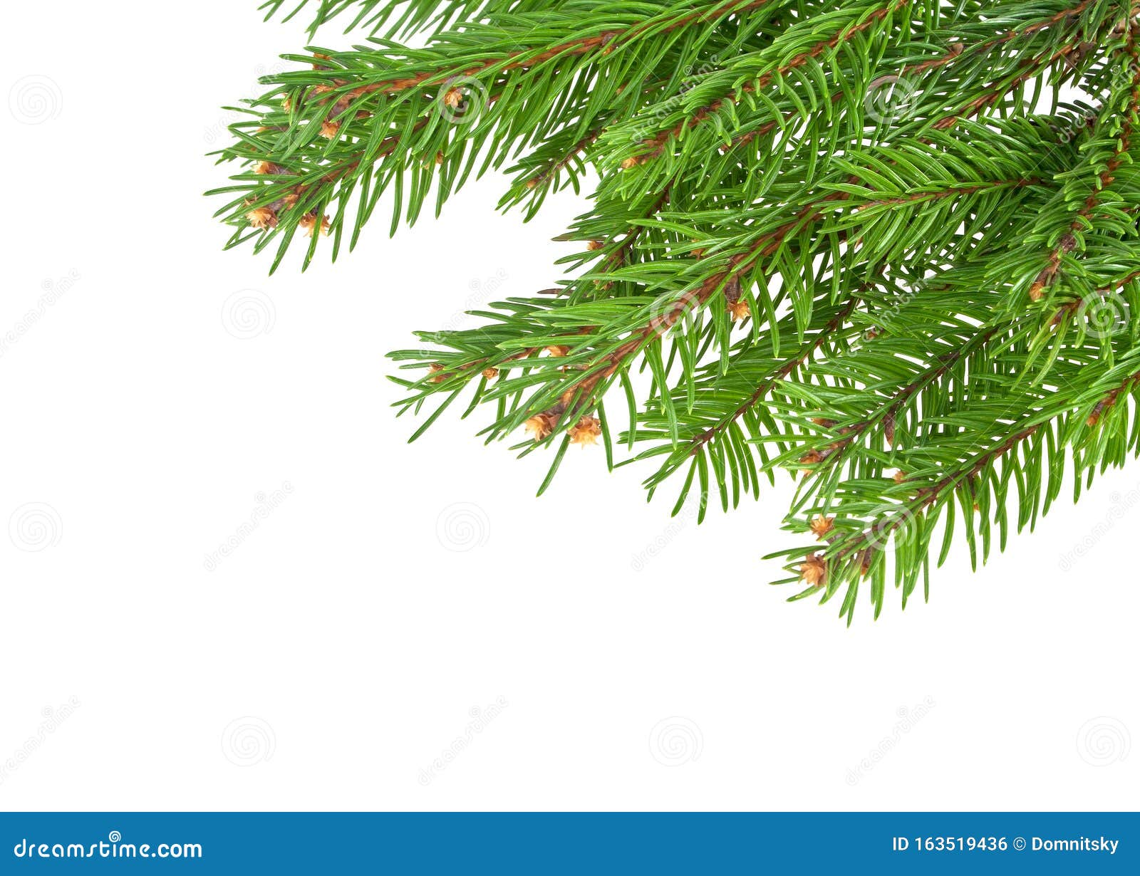 Christmas Tree Branches Border Over White Stock Photo - Image of ...