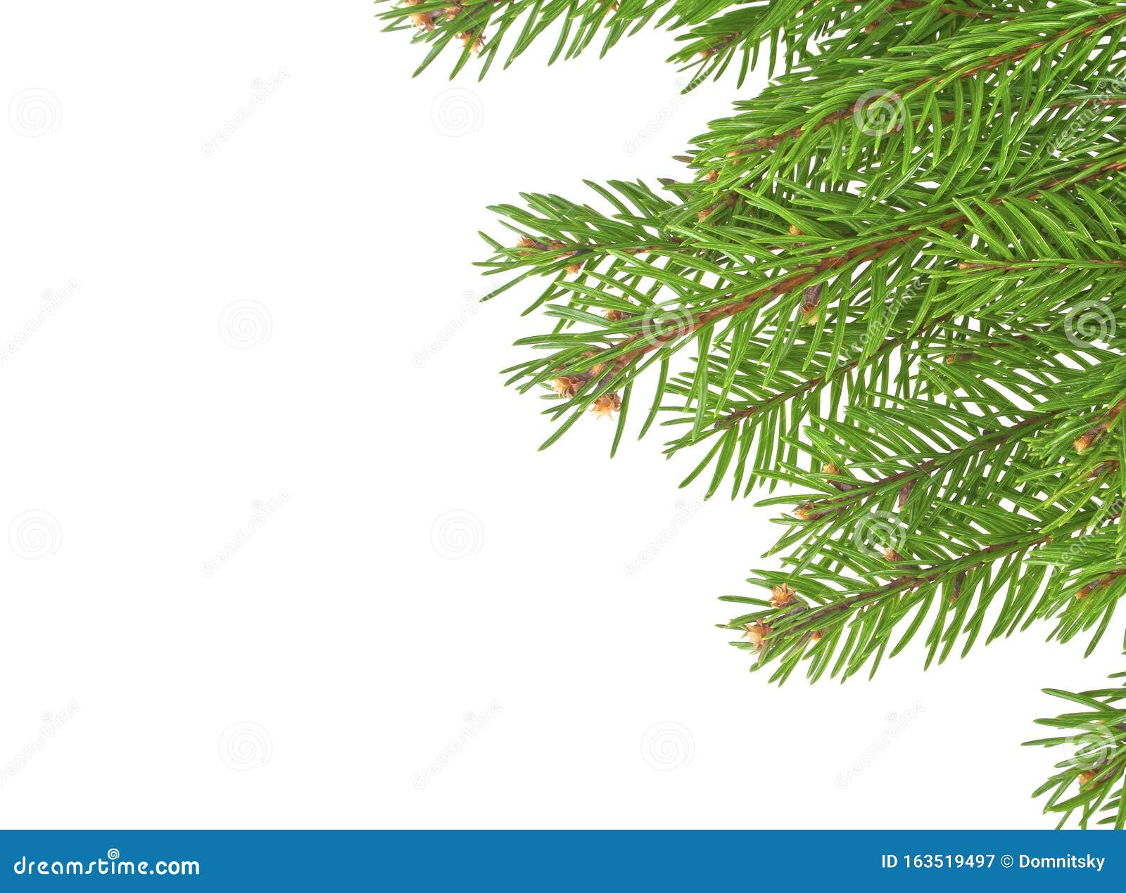 Christmas Tree Branches Border Over White Stock Image - Image of ...