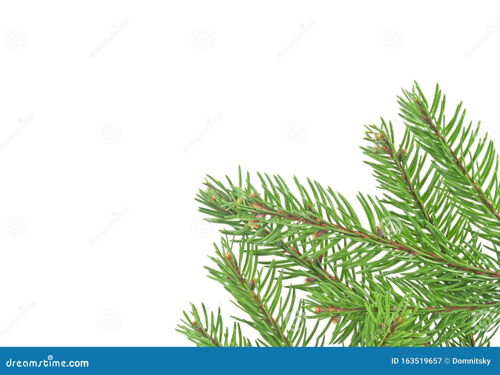 Top Pine Bough Border Stock Photos - Free & Royalty-Free Stock Photos ...
