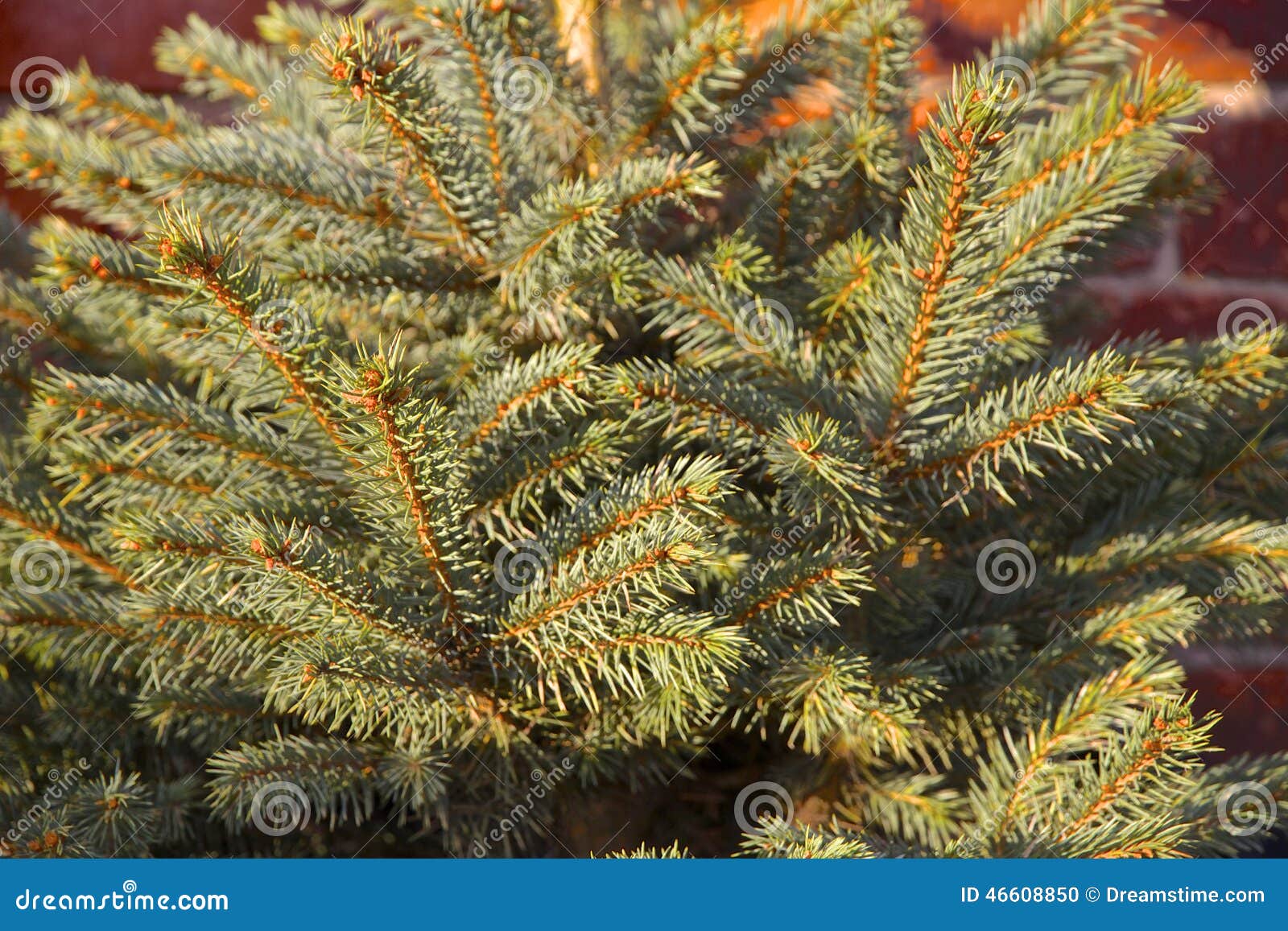 Christmas Tree Branches stock photo. Image of people - 46608850