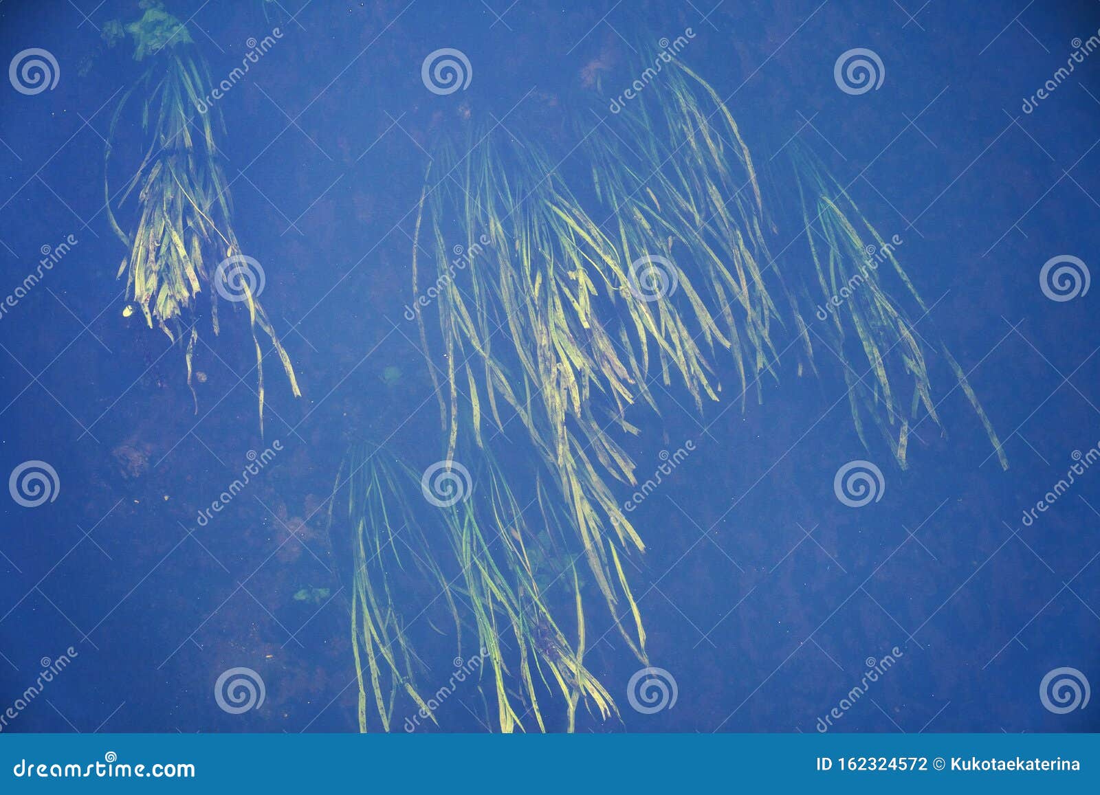 Christmas Tree Branches in the Fog Stock Photo - Image of natural, alga ...