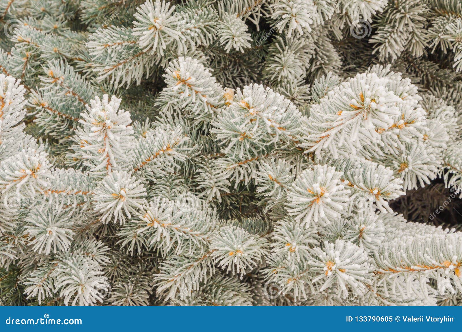 Beautiful Branches of the Christmas Tree for the New Year Stock Image ...