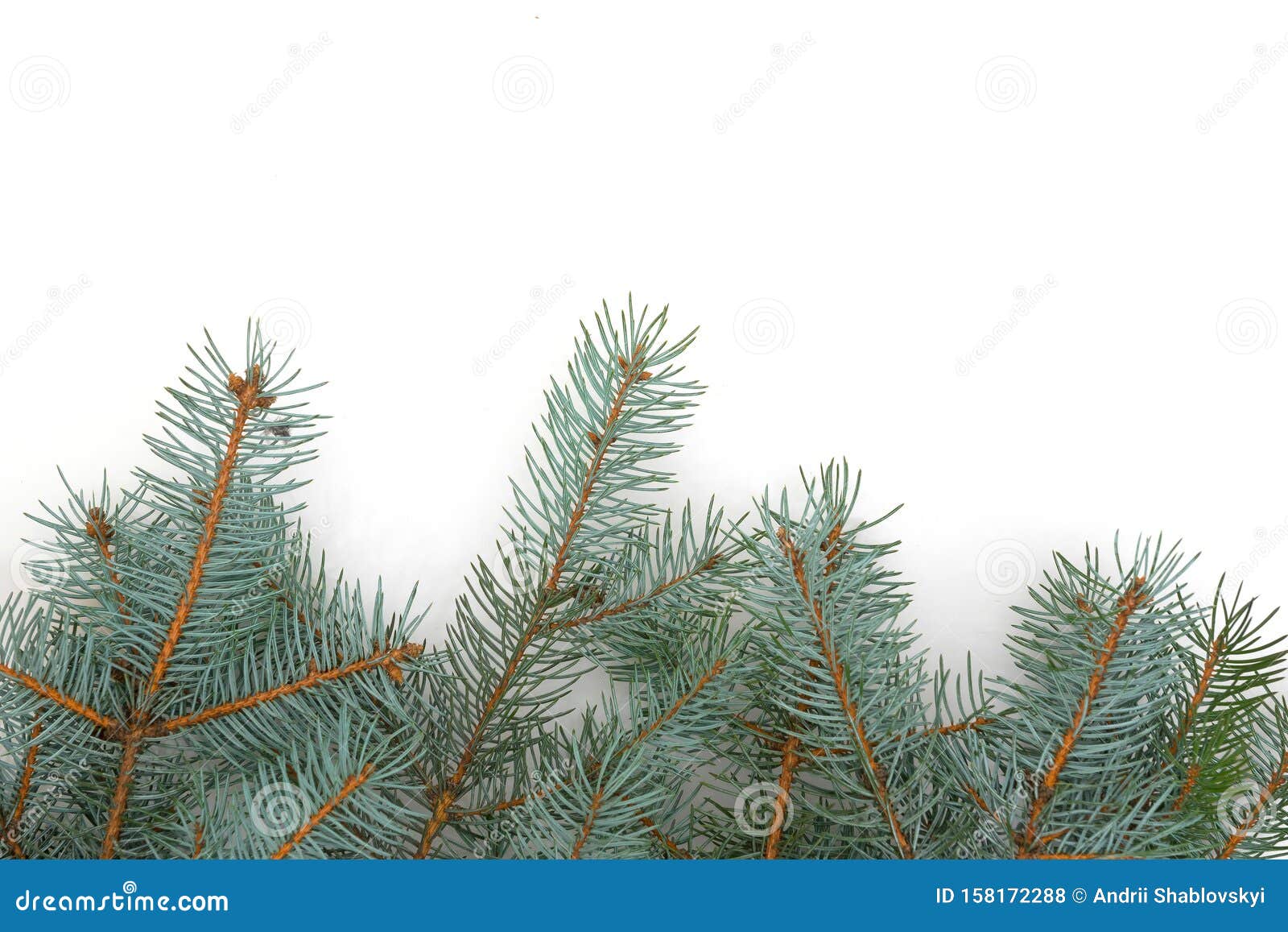 Christmas Tree Branches on a White Isolated Background. View from Above ...