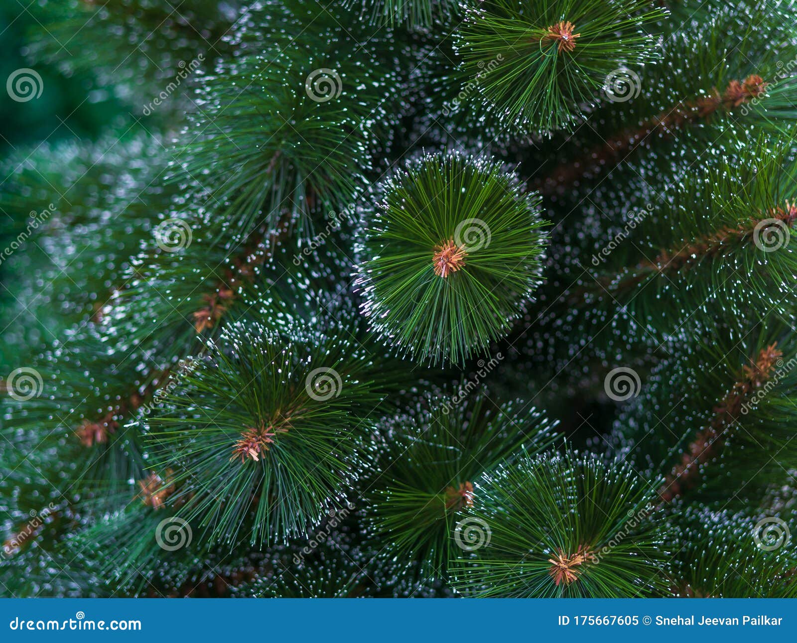 Christmas Tree close-up stock image. Image of mumbai - 175667605