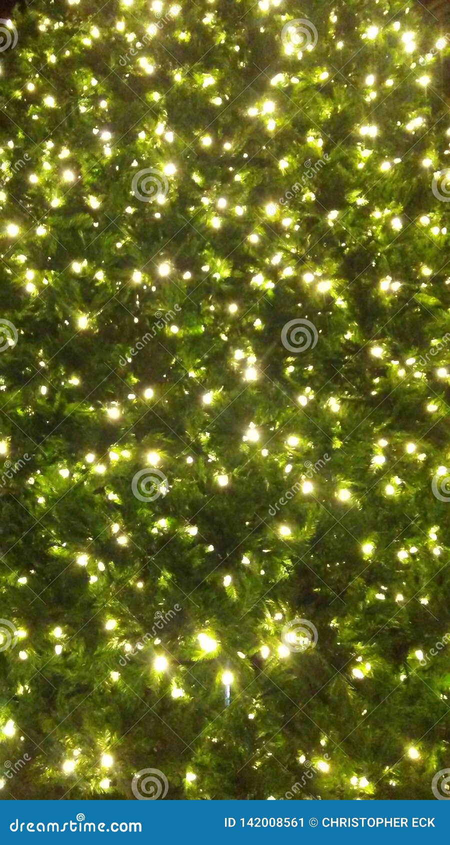 Christmas tree close up stock image. Image of tree, holidays - 142008561