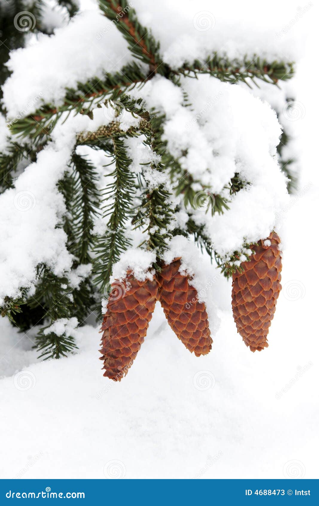 Christmas Tree Cones Covered with Snow Stock Image - Image of frosty ...