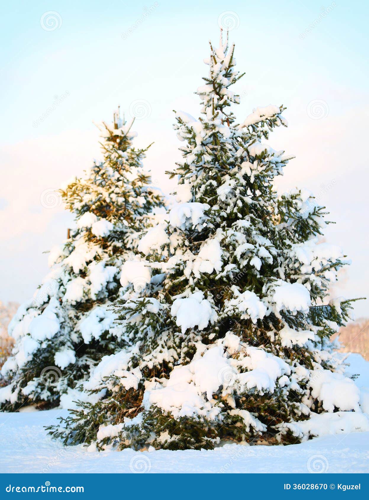 Christmas Tree Covered with Fresh Snow. Sunny Winter Day Stock Photo ...
