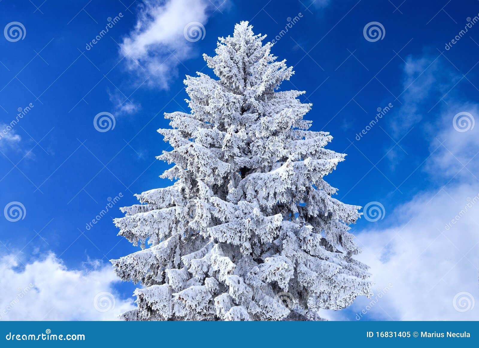 Christmas Tree Covered in Snow Stock Image - Image of bright, beautiful ...