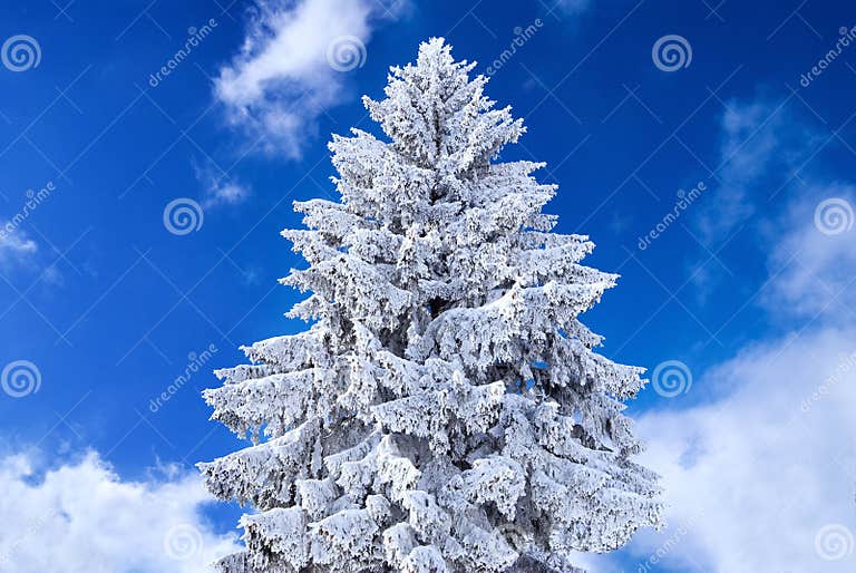 Christmas Tree Covered in Snow Stock Image - Image of bright, beautiful ...