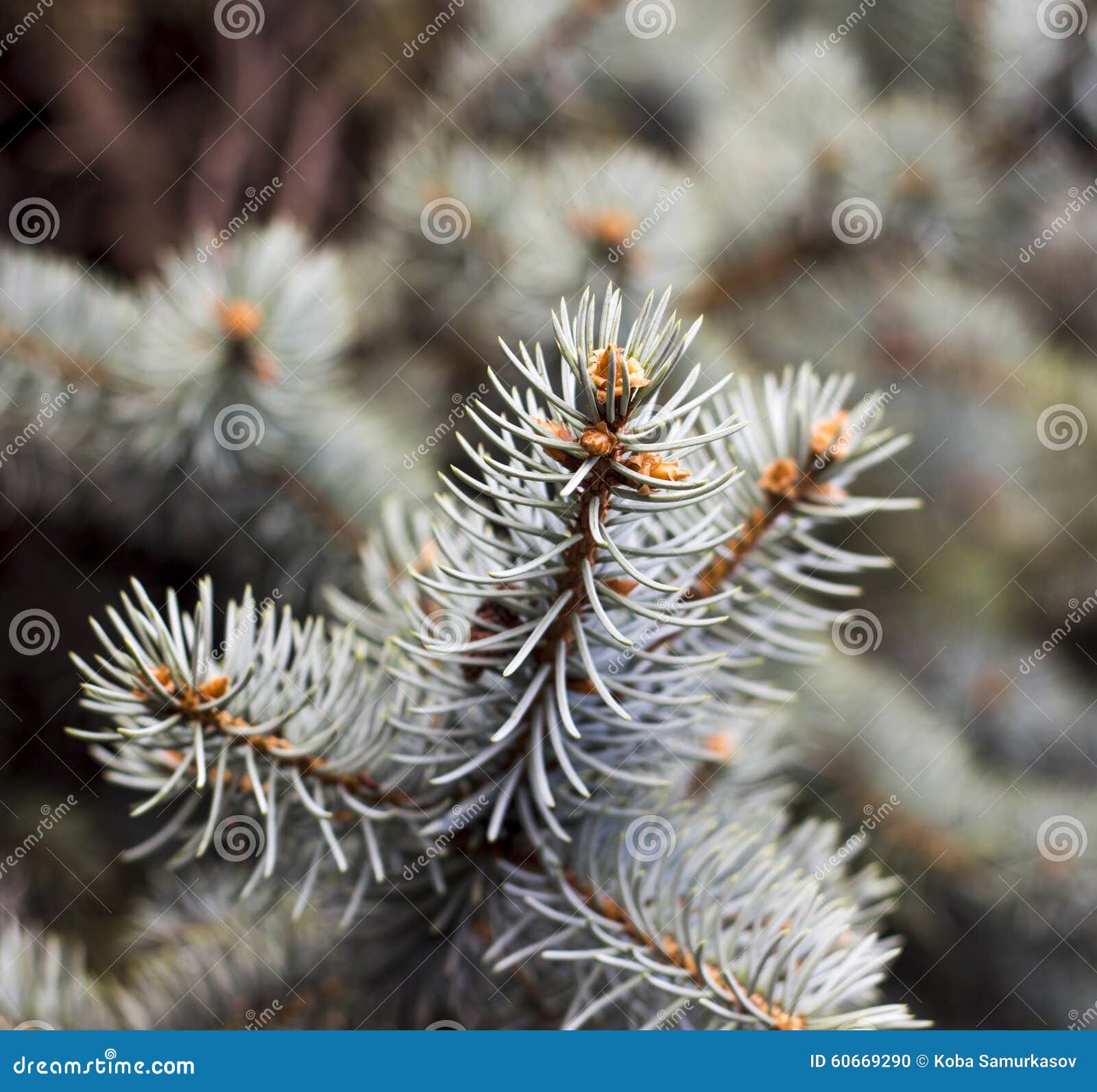 Christmas tree detail stock photo. Image of branches - 60669290