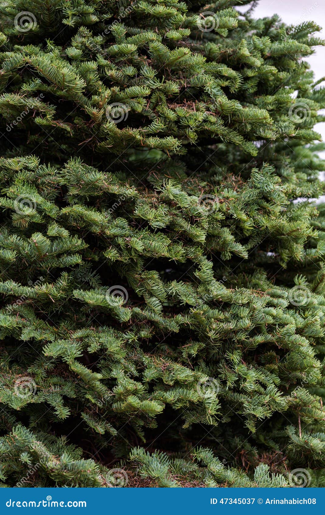 Christmas tree farm stock image. Image of holiday, vegetation - 47345037
