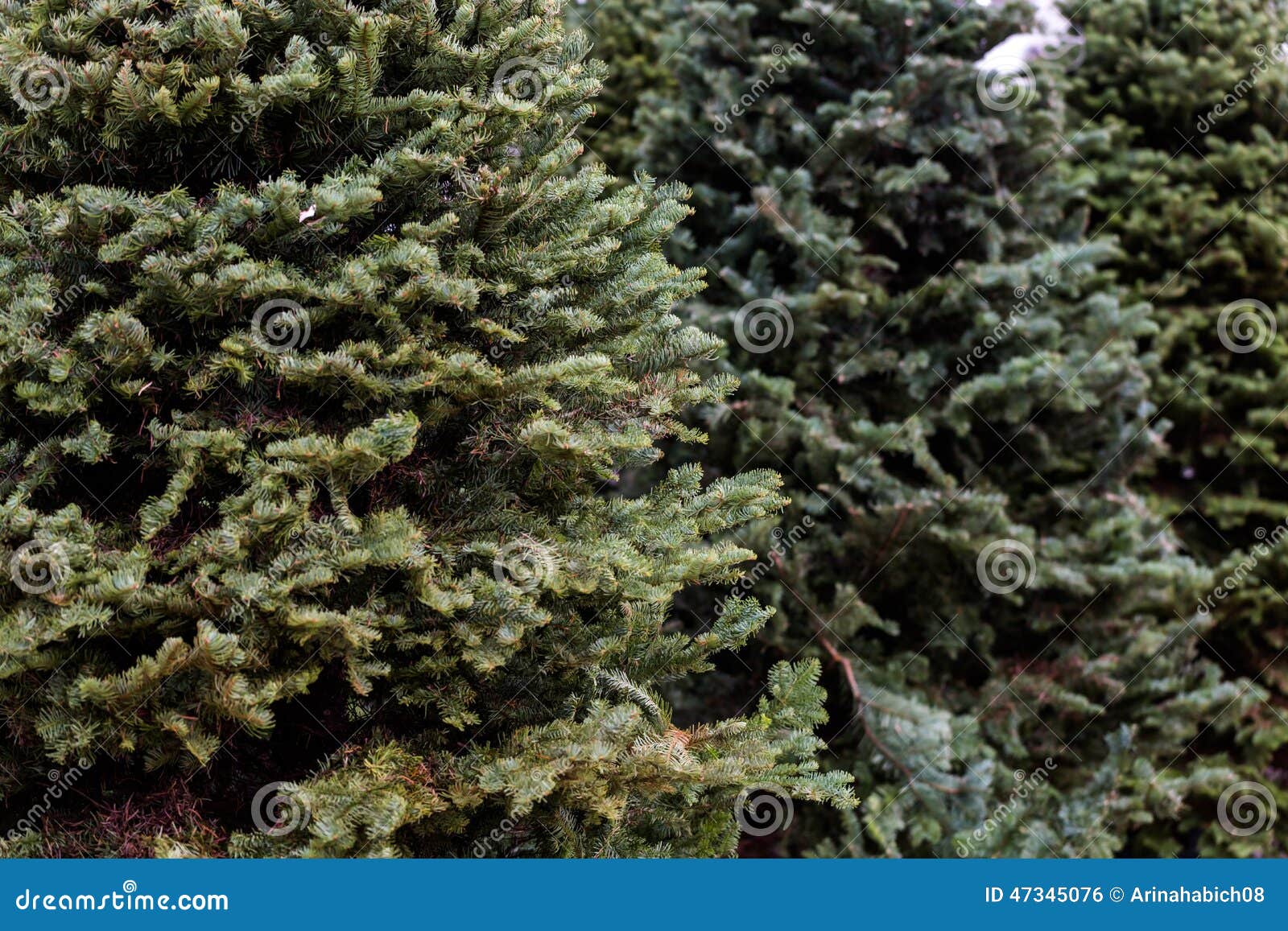 Christmas tree farm stock photo. Image of evergreen, spruce - 47345076