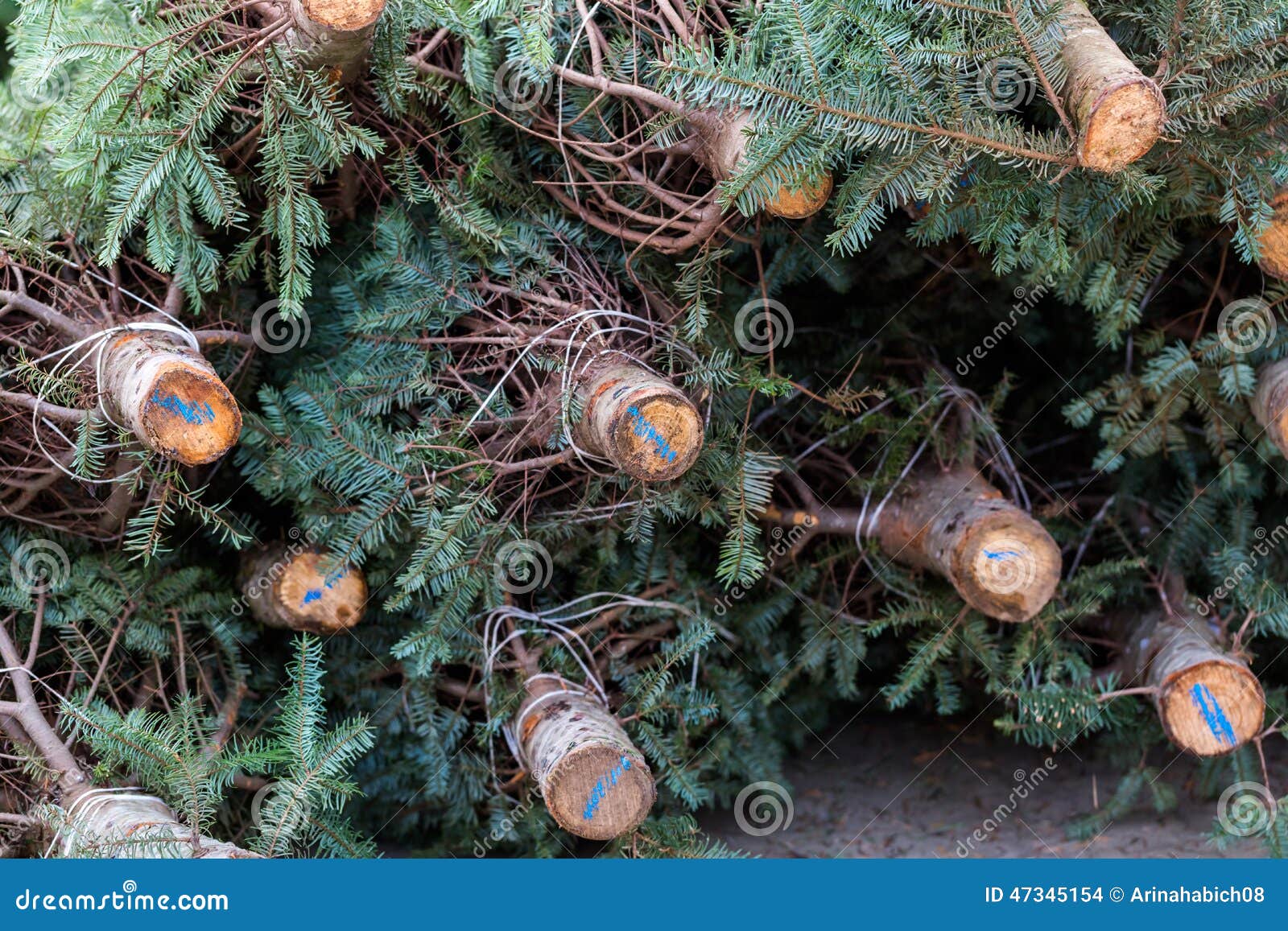 Christmas tree farm stock photo. Image of holiday, lights - 47345154