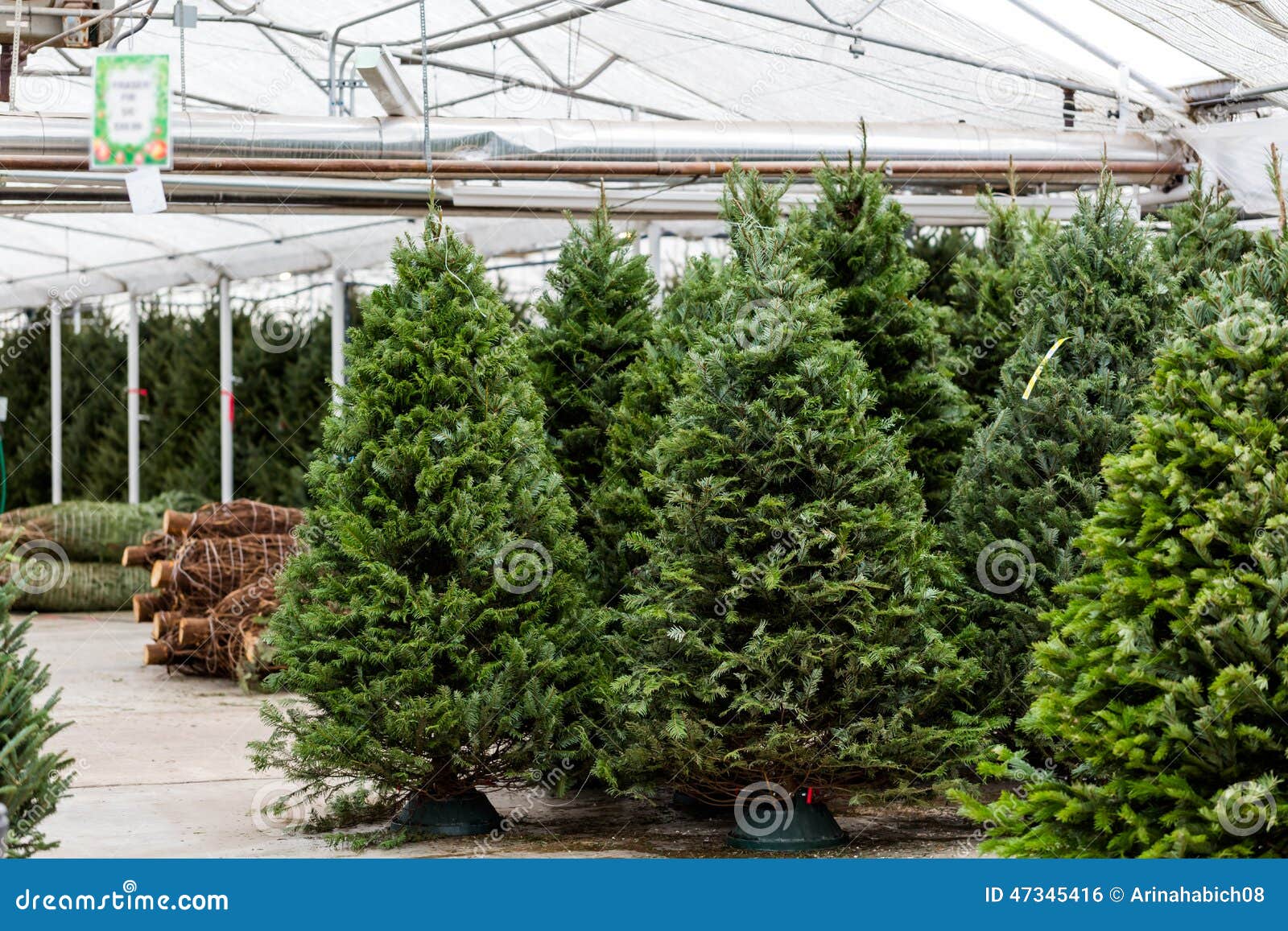Christmas tree farm stock photo. Image of conifer, green - 47345416