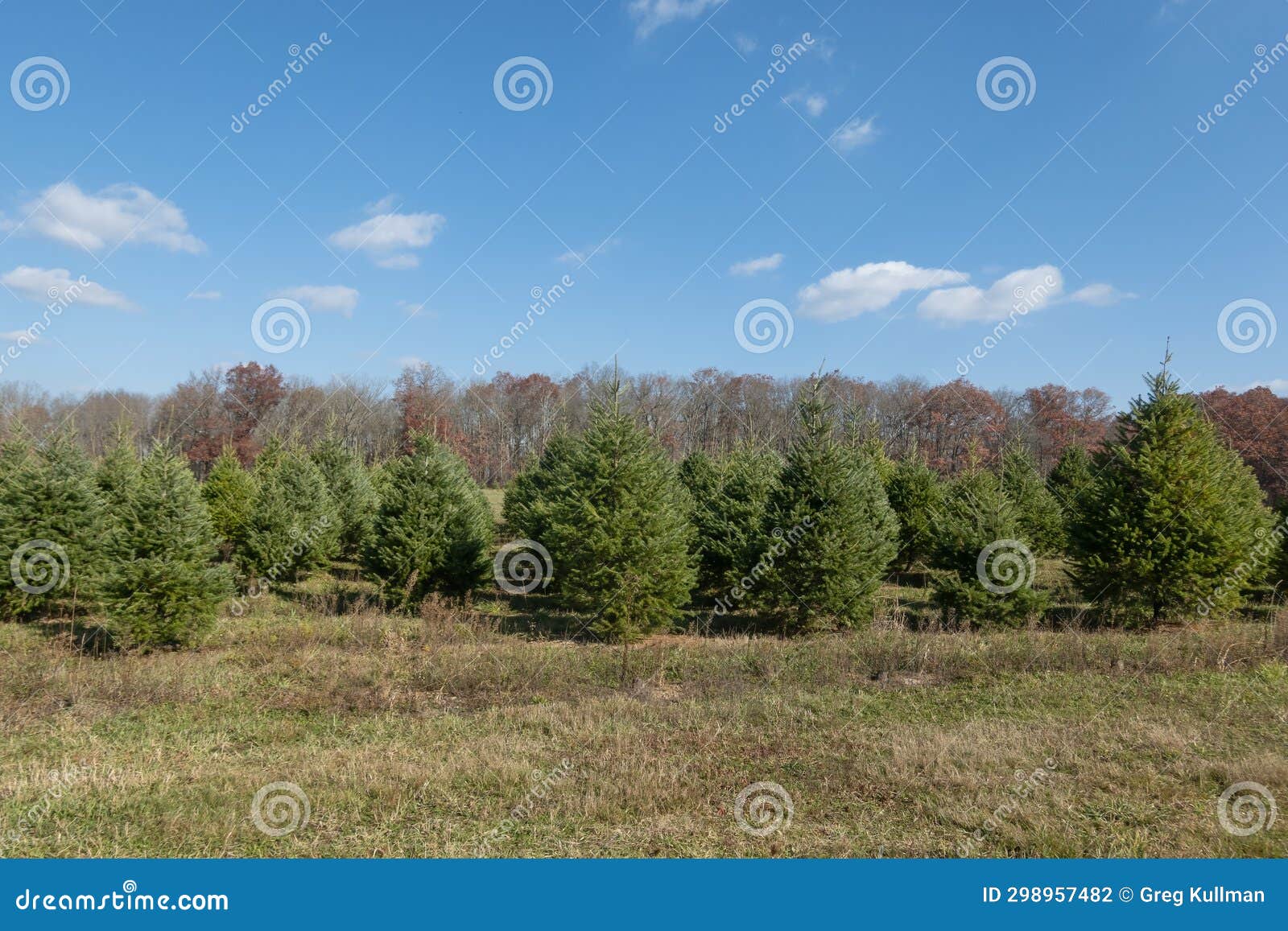 Christmas Tree Farm in Fall Stock Photo - Image of landscape, farm ...