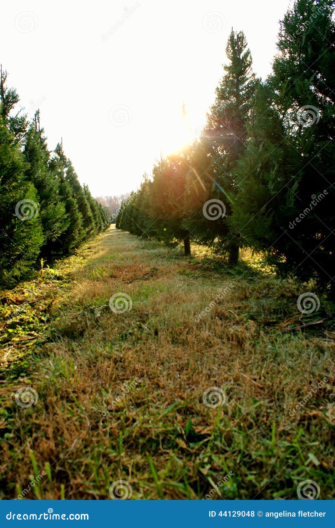 Christmas tree farm stock photo. Image of trees, farm - 44129048