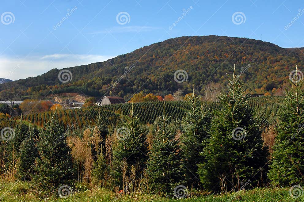 Christmas Tree Farm in Virginia Stock Photo - Image of barn, growing ...