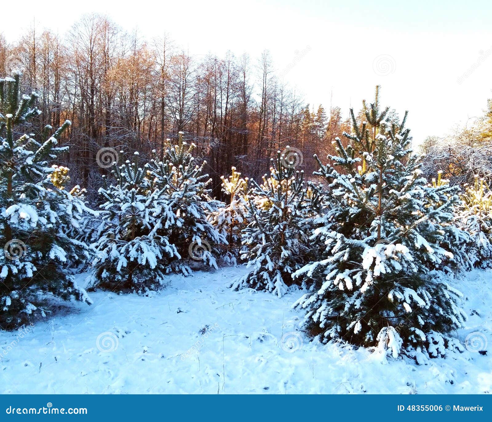 Christmas tree forest stock photo. Image of branch, christmas - 48355006