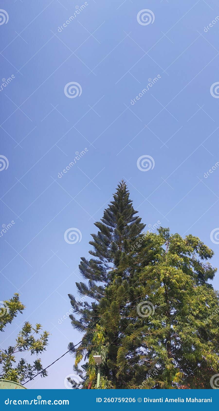 Nice treee stock photo. Image of fres, ridge, crisa - 260759206