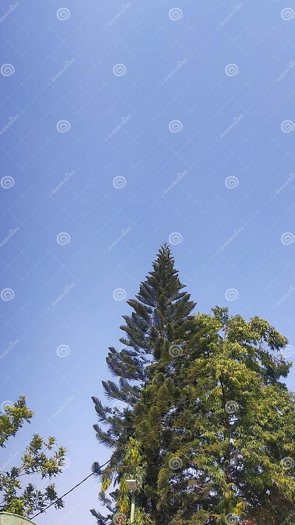 Nice treee stock photo. Image of fres, ridge, crisa - 260759206