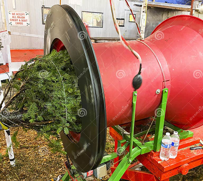 Christmas Tree Going through the Netting Machine after Purchase Stock ...