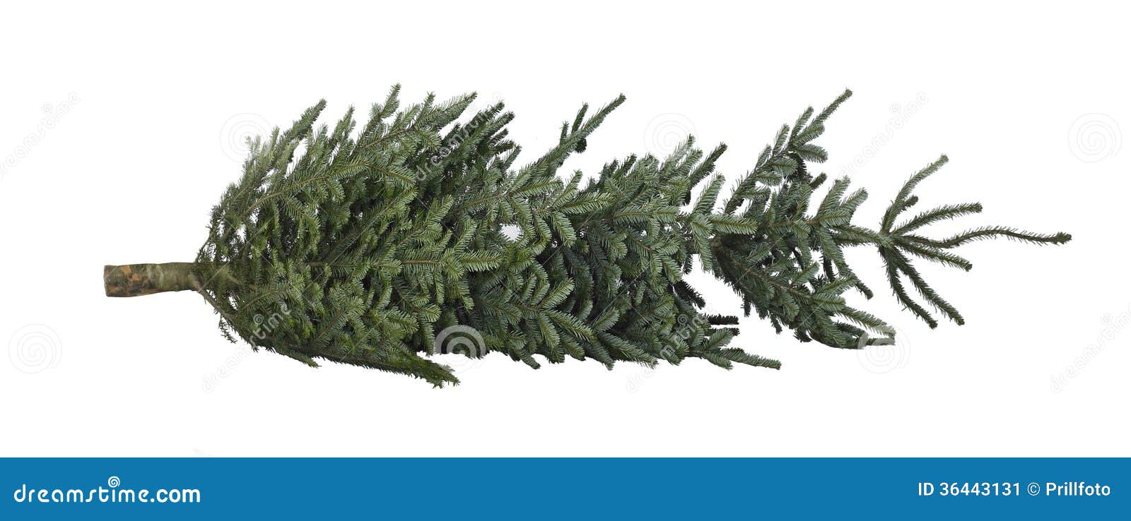 Christmas Tree on the Ground Stock Image - Image of tradition, felling ...