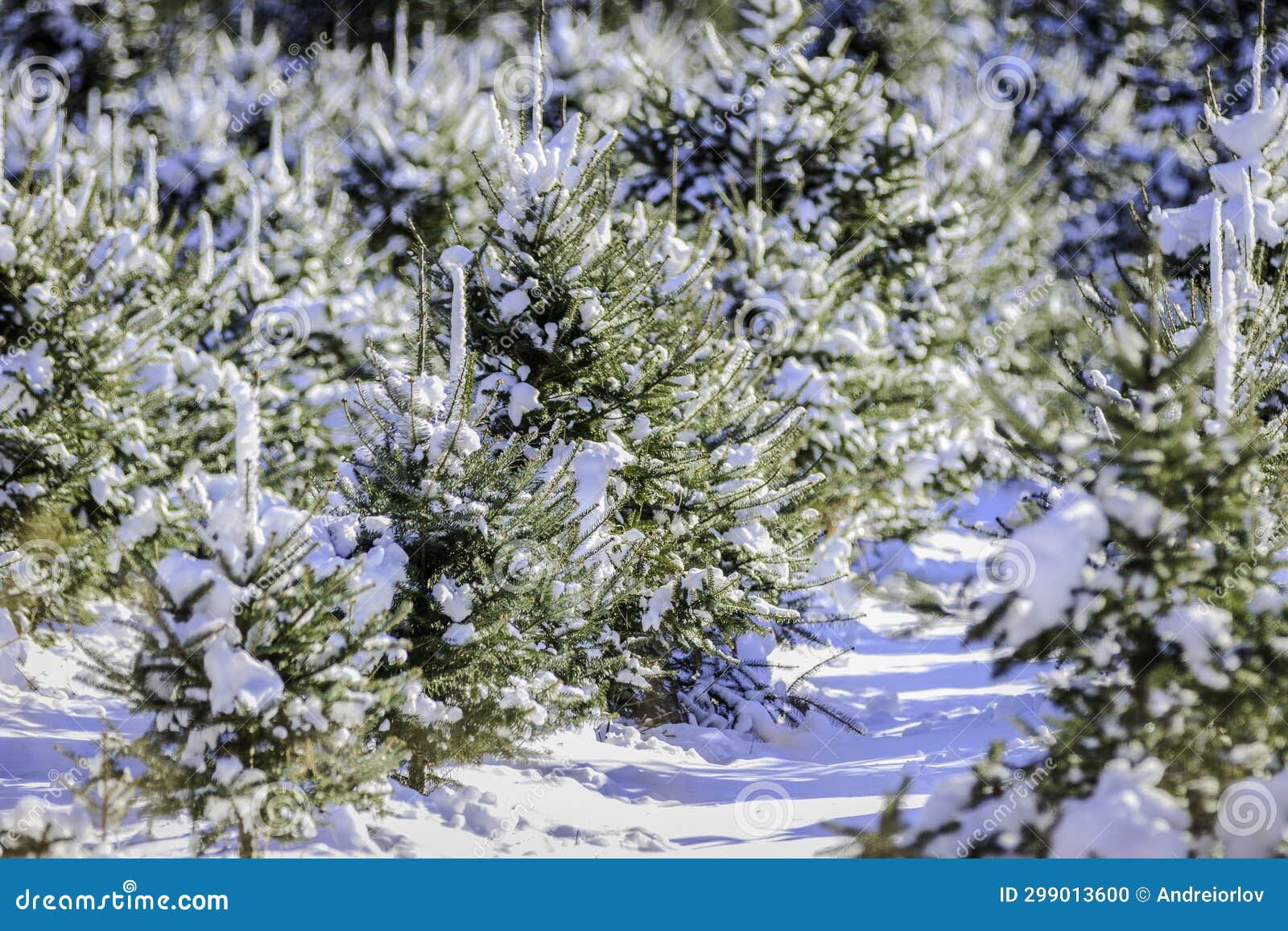 Christmas Tree Growing on a Farm Stock Photo - Image of tree, planting ...