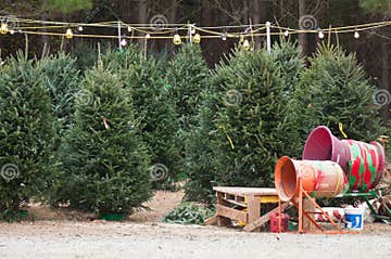 Christmas Tree Lot stock image. Image of market, organic - 22351451