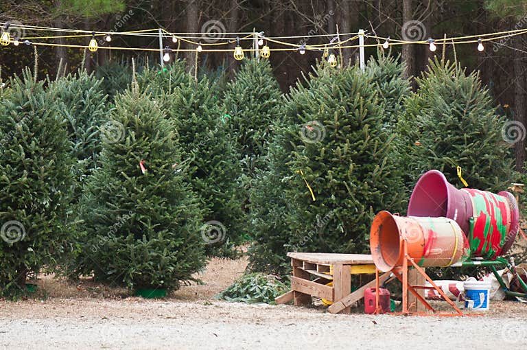 Christmas Tree Lot stock image. Image of market, organic - 22351451